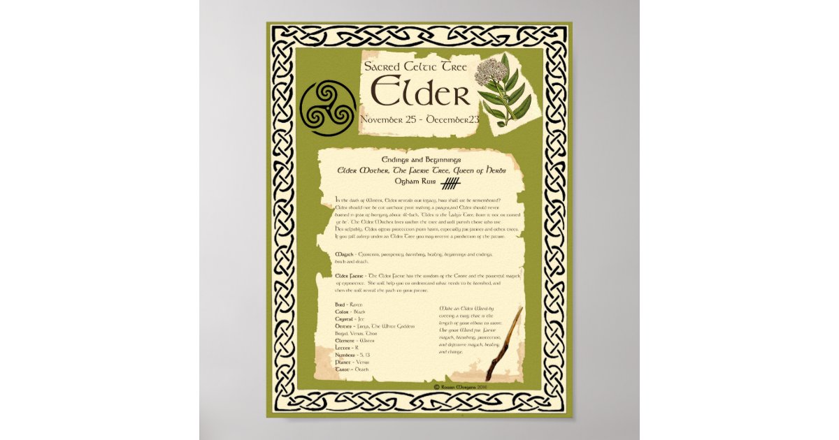 ELDER CELTIC SACRED TREE POSTER | Zazzle
