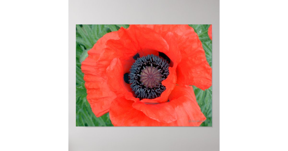 Electric Poppy Poster | Zazzle