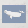 Elegant Beluga Whale Book Illustration Postcard | Zazzle