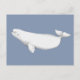 Elegant Beluga Whale Book Illustration Postcard | Zazzle