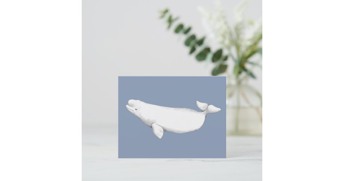 Elegant Beluga Whale Book Illustration Postcard | Zazzle