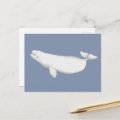 Elegant Beluga Whale Book Illustration Postcard | Zazzle