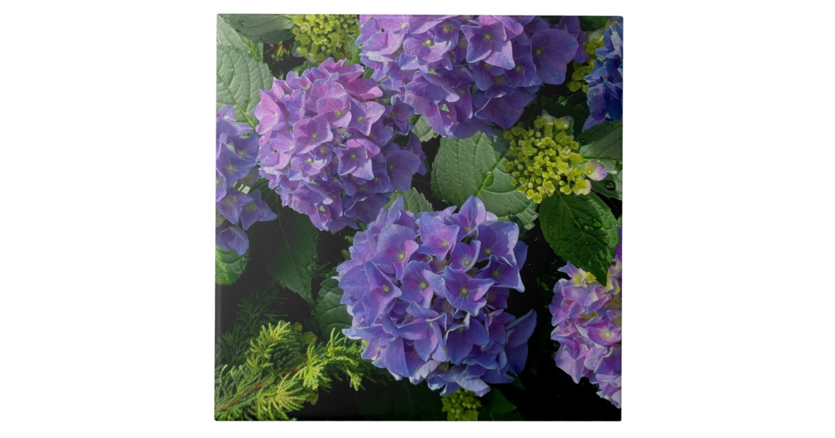 Elegant blue purple magenta green floral hydrangea ceramic tile | Zazzle