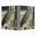 Elegant Congo African Gray Parrot on Stand 3 Ring Binder | Zazzle