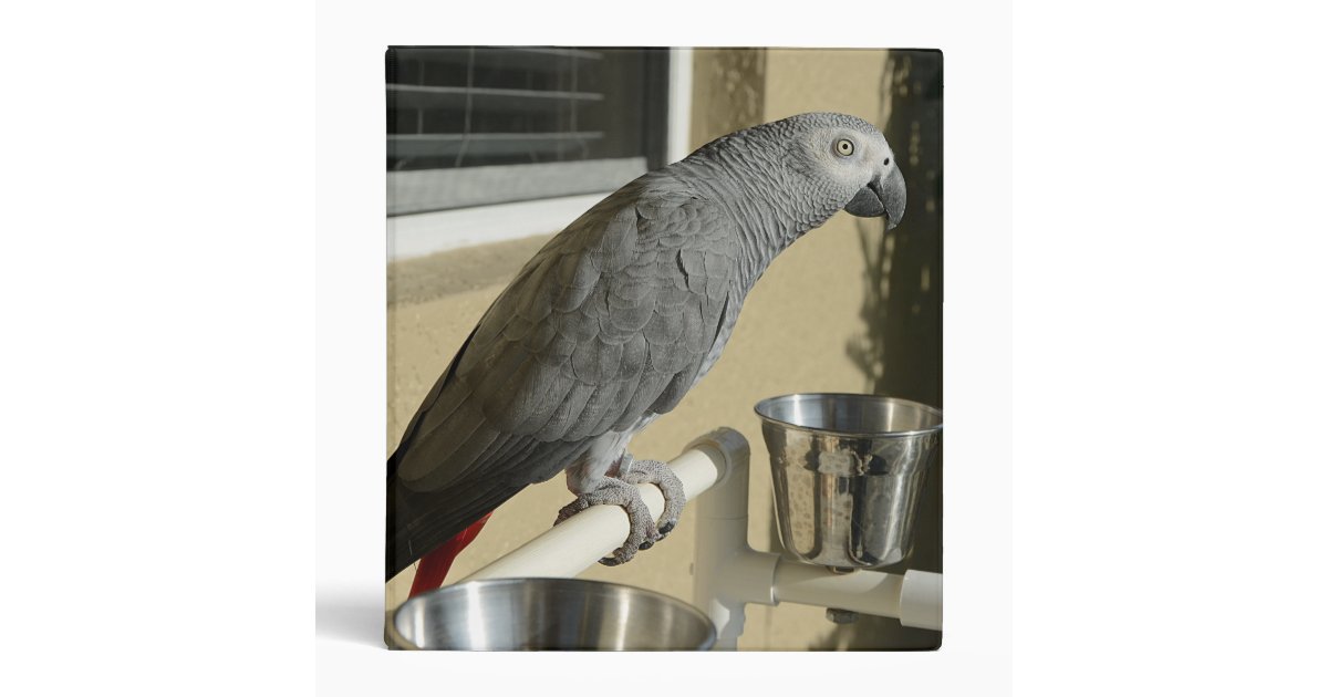 Elegant Congo African Gray Parrot on Stand 3 Ring Binder | Zazzle
