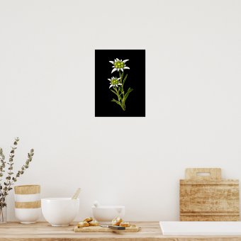 Elegant Edelweiss Artwork Print | Zazzle