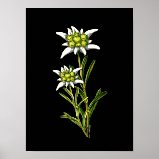 Elegant Edelweiss Artwork Print | Zazzle.com