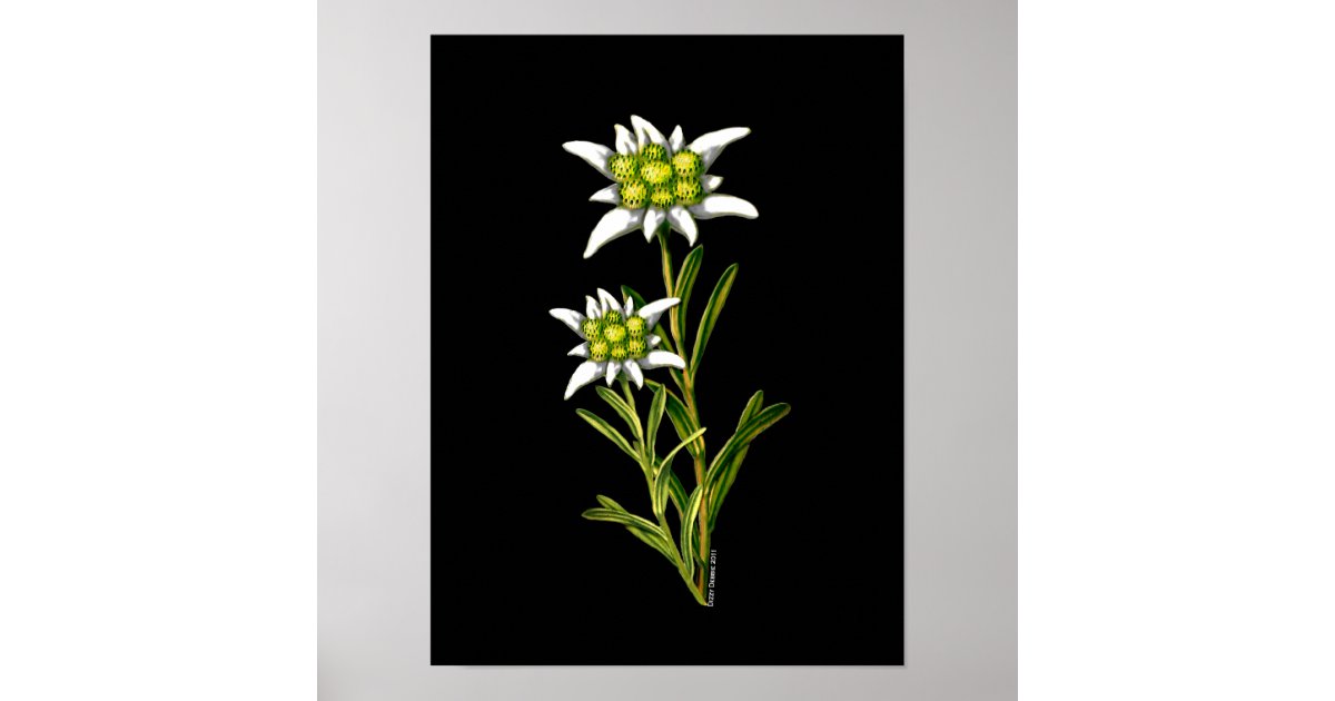 Elegant Edelweiss Artwork Print | Zazzle