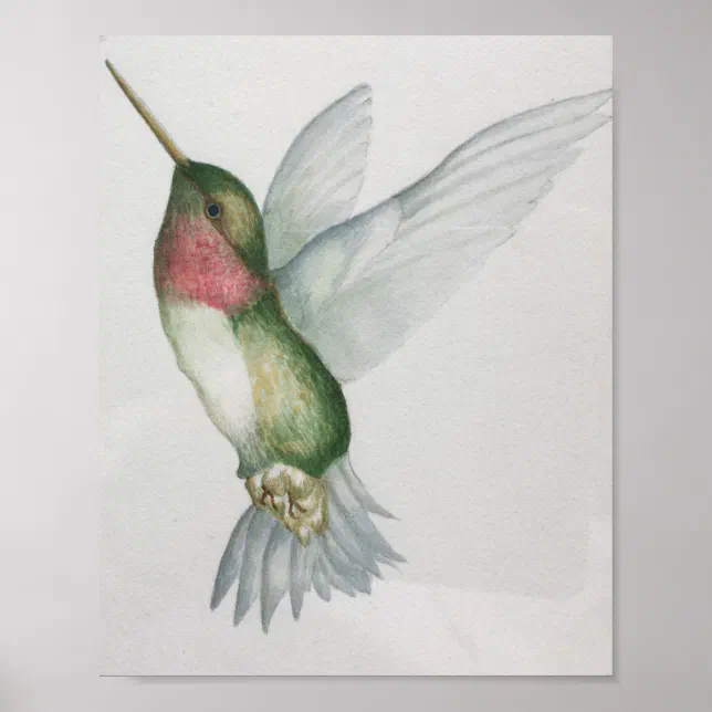Elegant Hummingbird Watercolor Poster | Zazzle