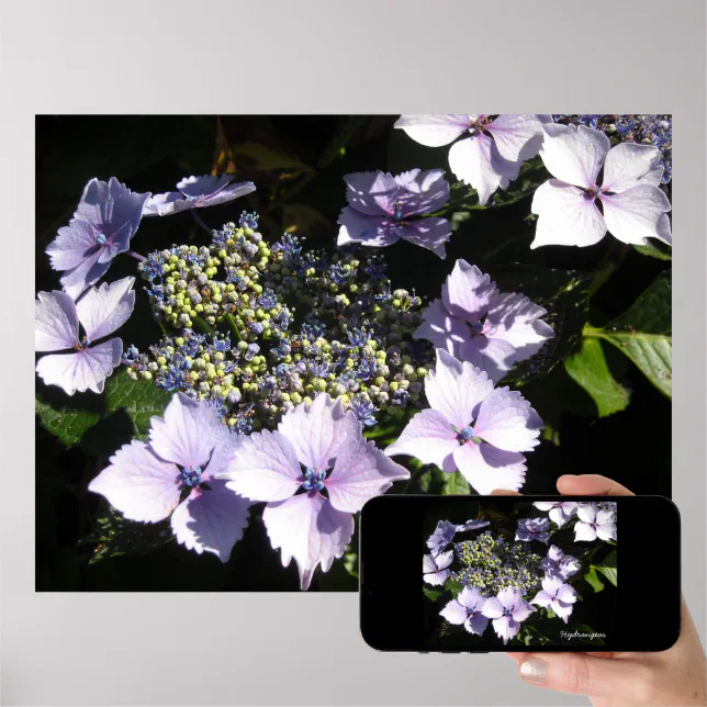 Elegant Hydrangeas Poster | Zazzle