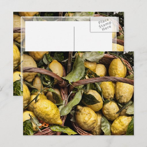 Elegant Italian Lemon Basket Amalfi Coast Lemons Postcard | Zazzle