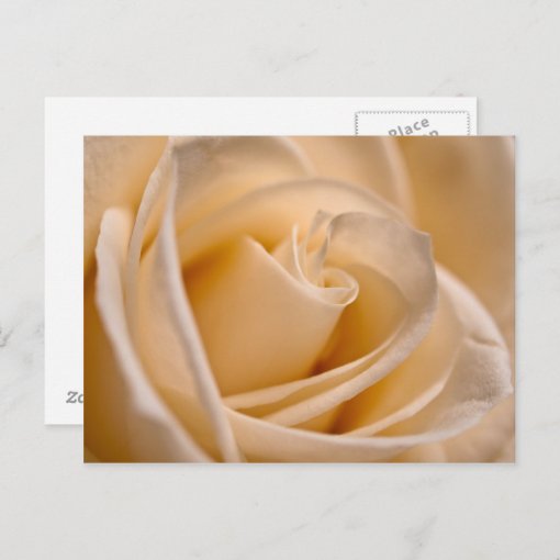 Elegant Ivory Rose Postcard | Zazzle