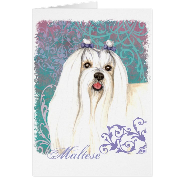 Elegant Maltese Card | Zazzle