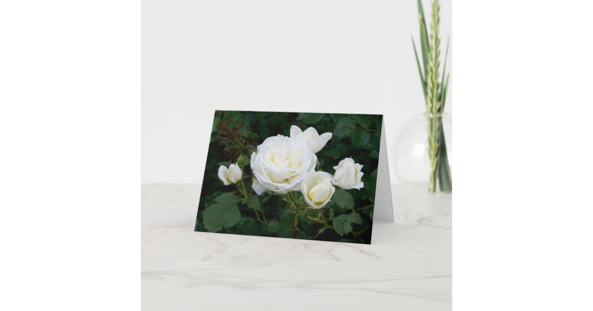 Elegant Modern White Roses Flowers Photo Sympathy Card | Zazzle