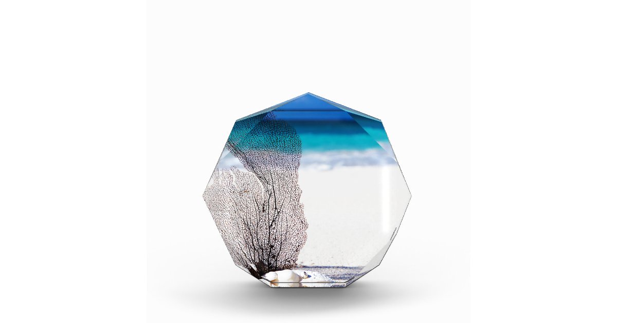 Elegant Ocean Coastal Shells Beach Award | Zazzle