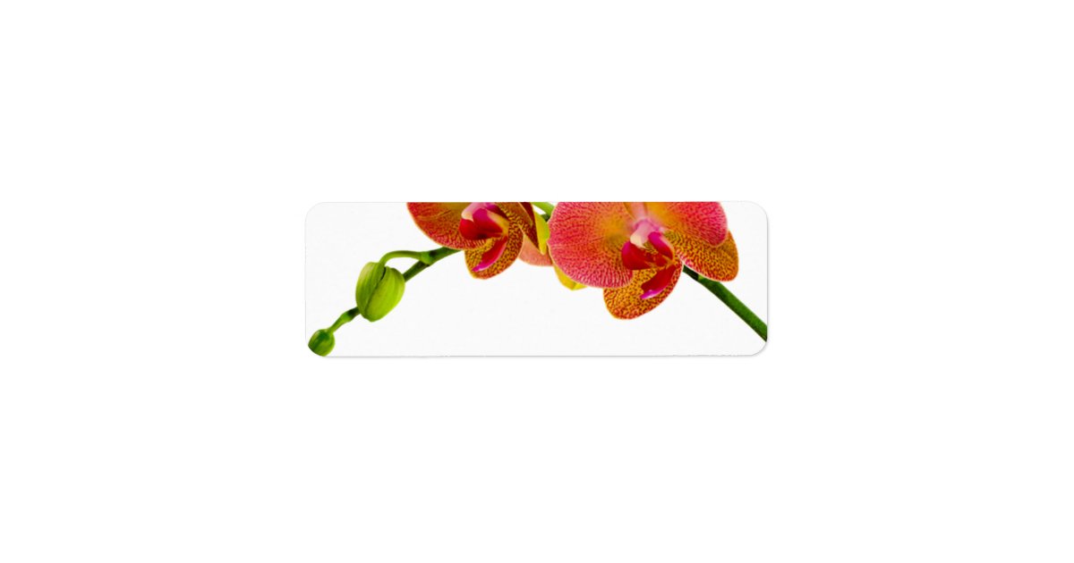 Elegant Orange Orchids Custom Blank Labels | Zazzle