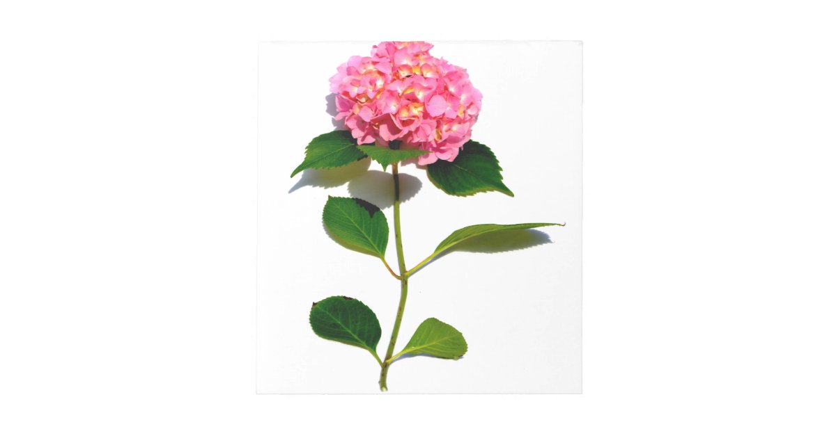 Elegant pink floral pink hydrangea notepad | Zazzle