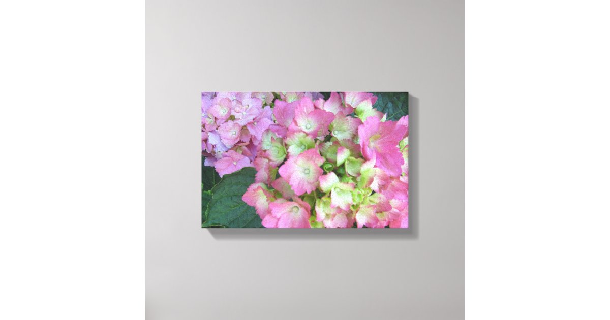 Elegant Pink Hydrangeas Canvas Print | Zazzle