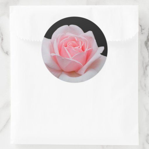 Elegant Pink Rose Floral Classic Round Sticker | Zazzle