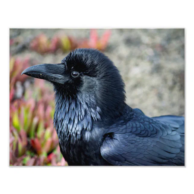 Elegant Raven photo print | Zazzle