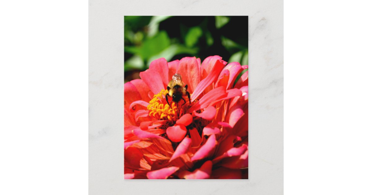 Elegant red coral floral cute bumble bee postcard | Zazzle