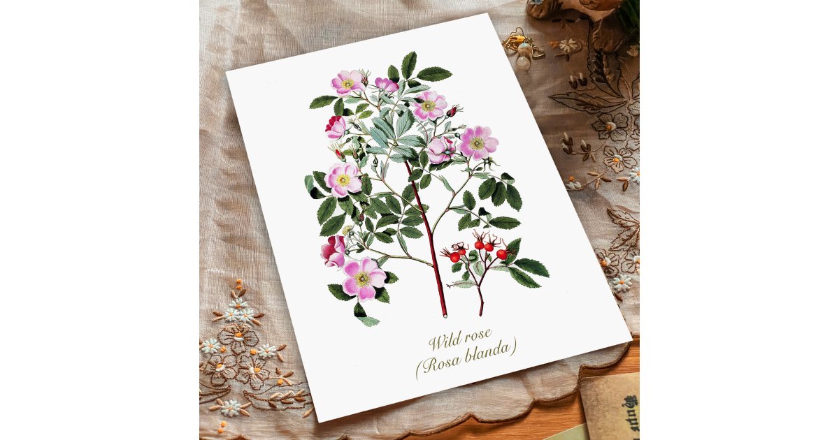Elegant Vintage Botanical Pink Wild Rose Postcard | Zazzle
