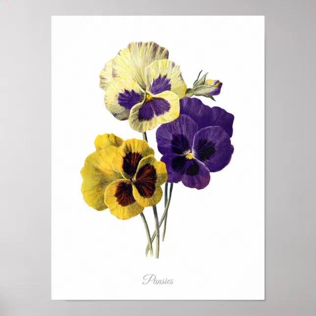 Elegant Vintage Botanical Print Pansies | Zazzle