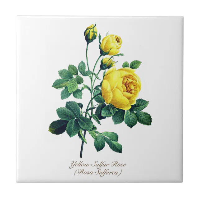 Elegant Vintage Botanical Yellow Rose Ceramic Tile | Zazzle