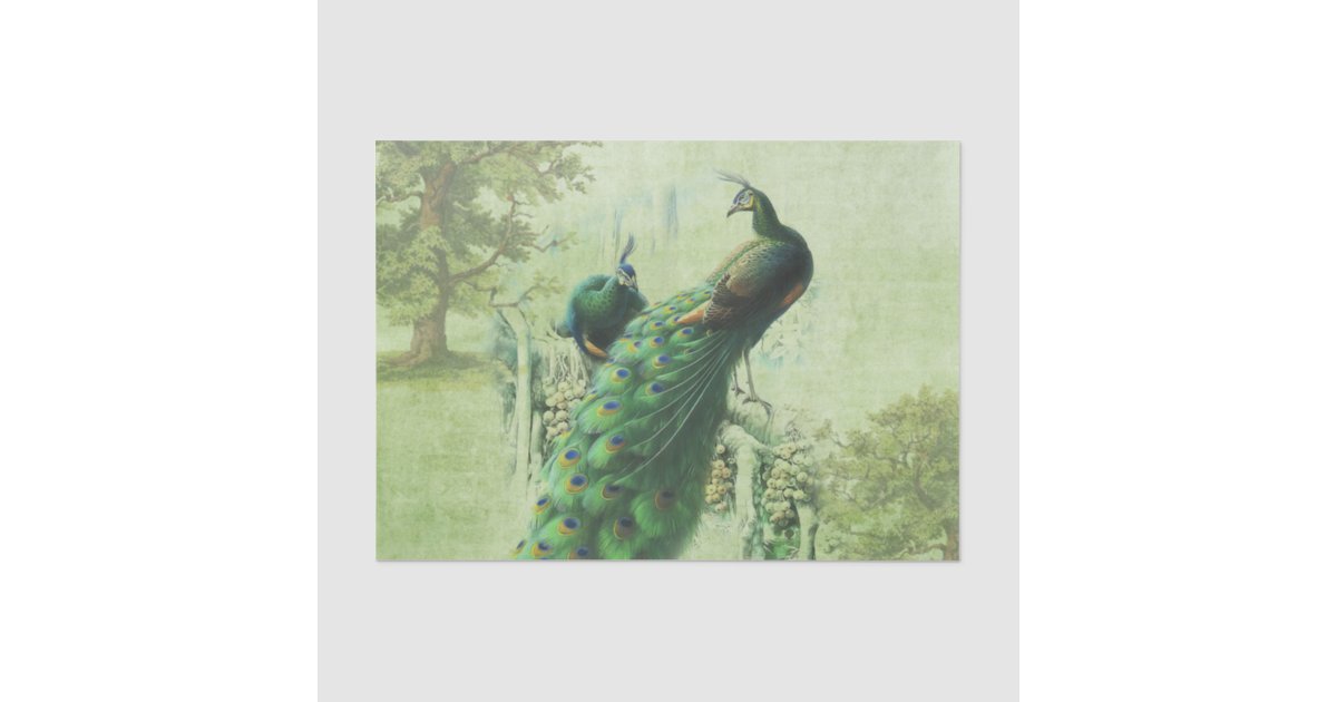 Elegant Vintage Peacock Tissue Paper | Zazzle