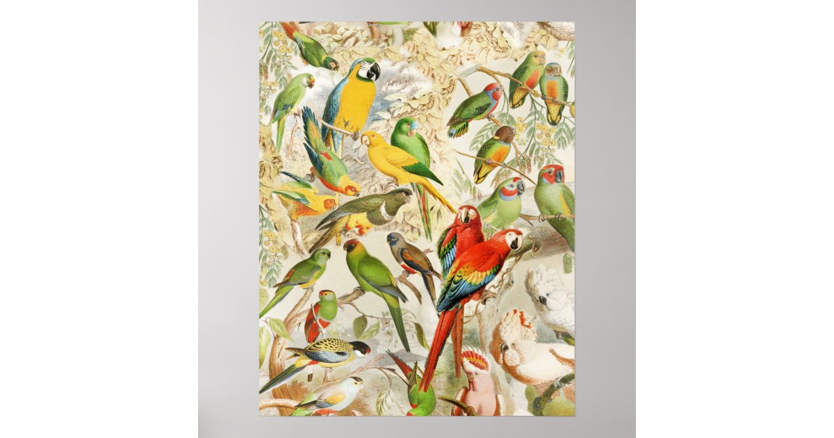 Elegant Vintage Tropical Birds Parrots Poster | Zazzle