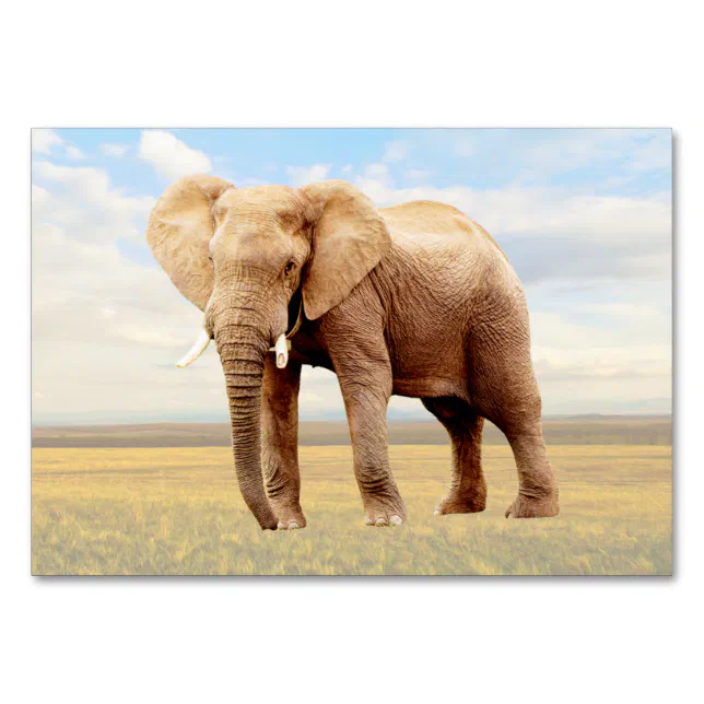 Elephant ABA Labeling Flashcard | Picture Card | Zazzle
