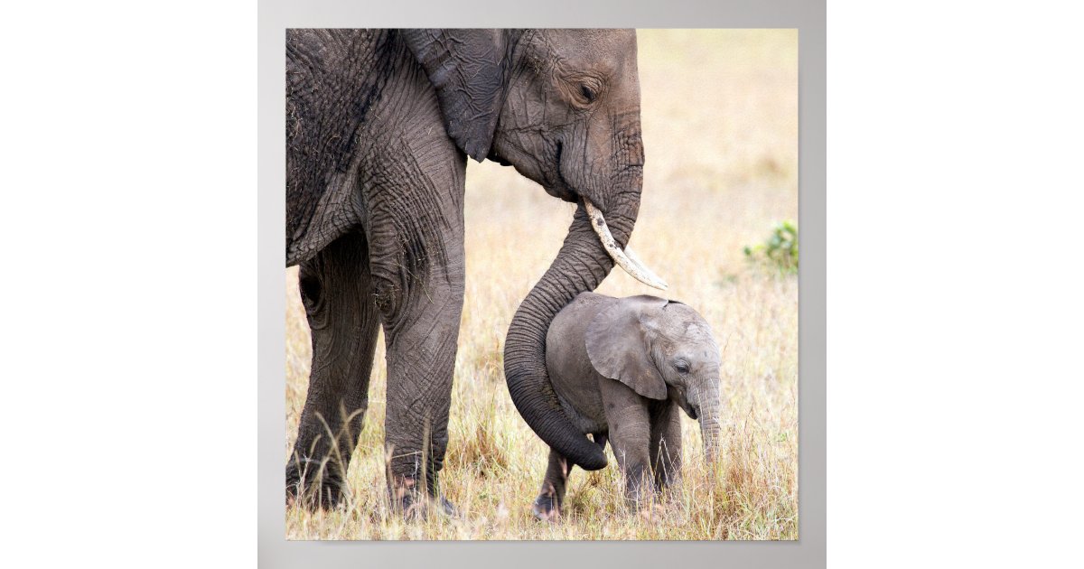 Elephant baby with Motherly love Poster | Zazzle