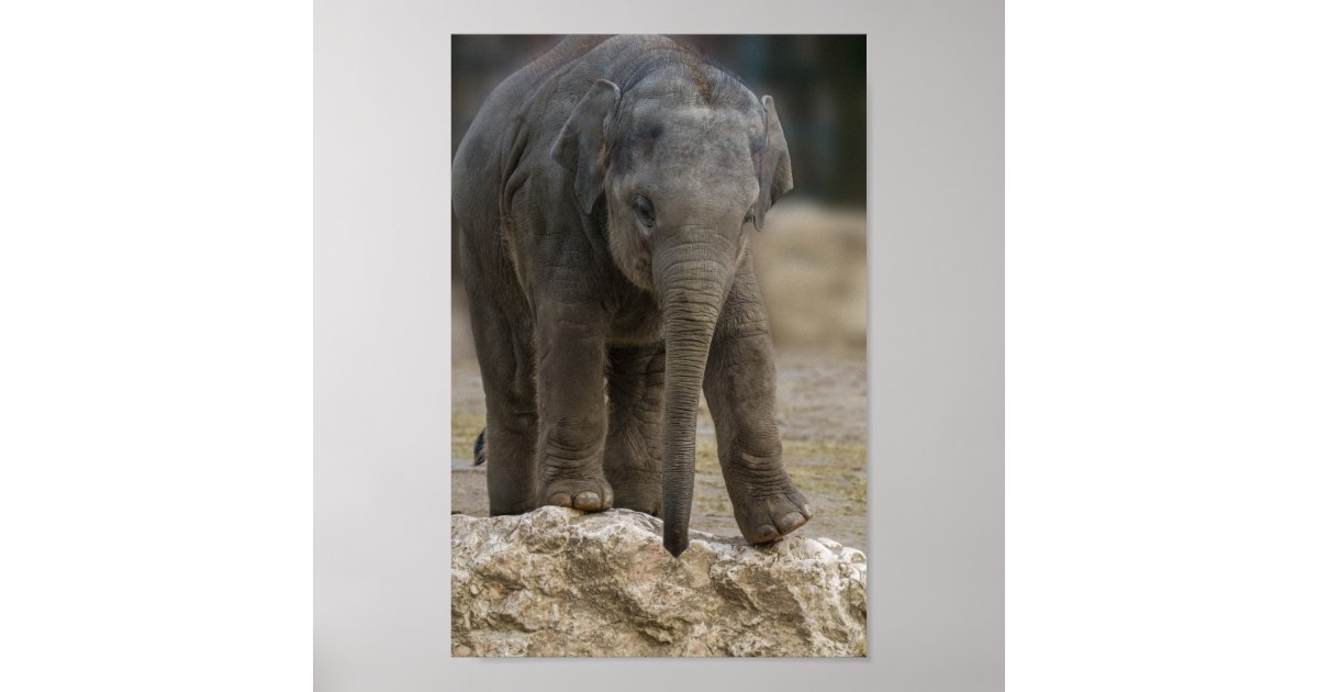 Elephant Calf Poster | Zazzle