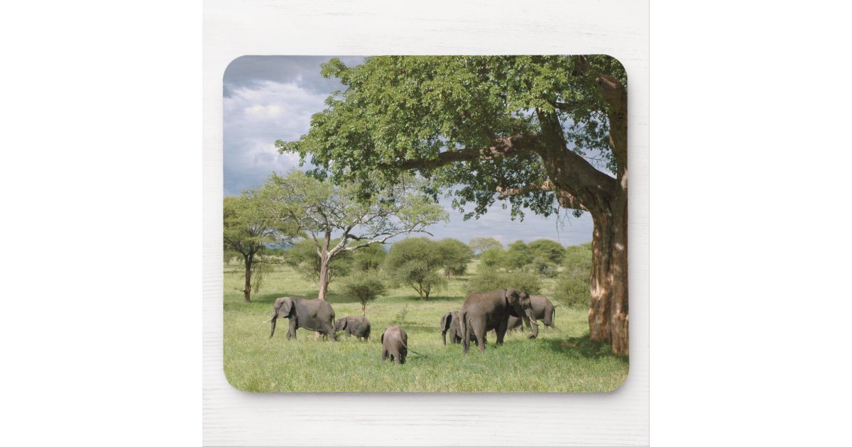 Elephant family mouse pad | Zazzle