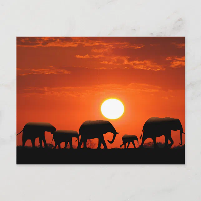 Elephant family postcard | Zazzle