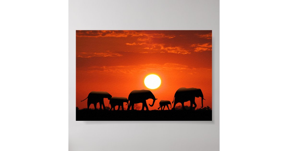 Elephant family poster | Zazzle