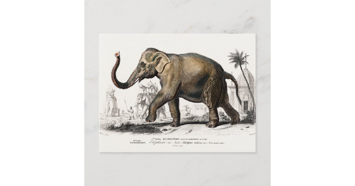 Elephant Illustration Vintage Art Print Postcard | Zazzle