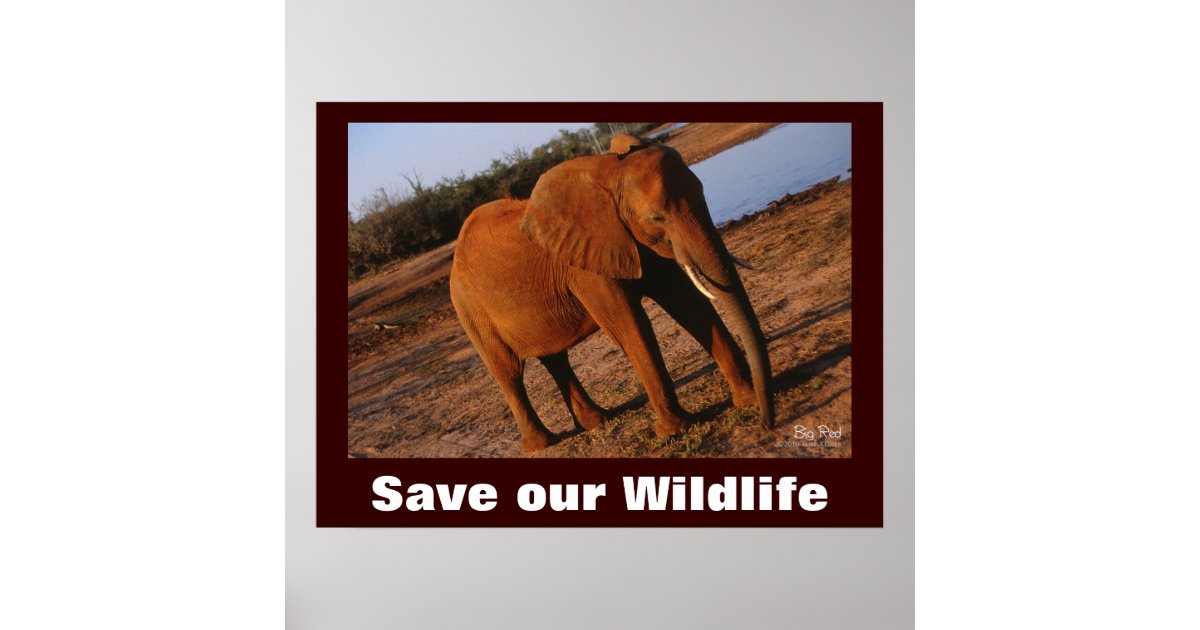 Elephant Photo Save Our Wildlife Poster | Zazzle