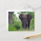 Elephant postcard | Zazzle