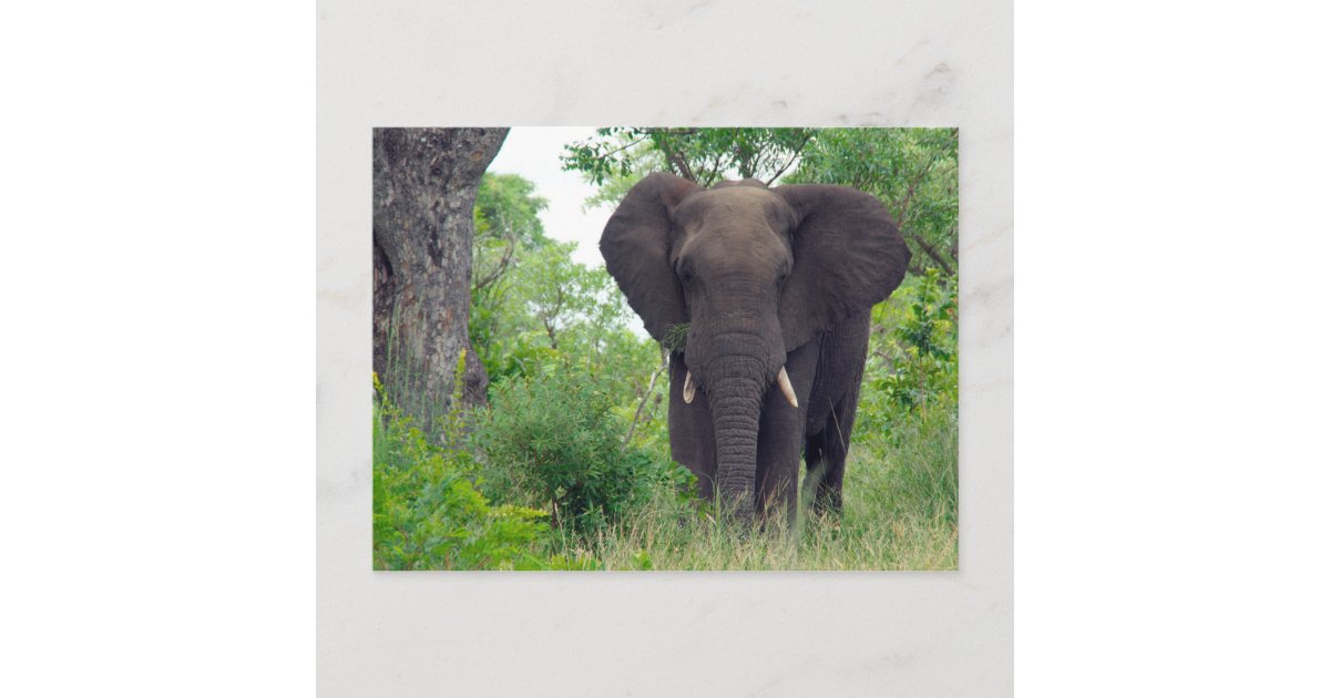 Elephant postcard | Zazzle