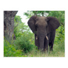 Safari Elephants Postcard | Zazzle.com