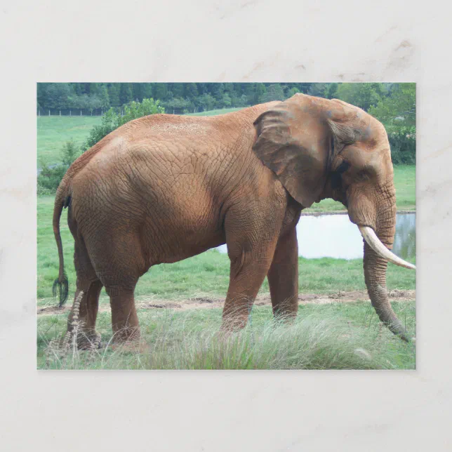 Elephant Postcard | Zazzle