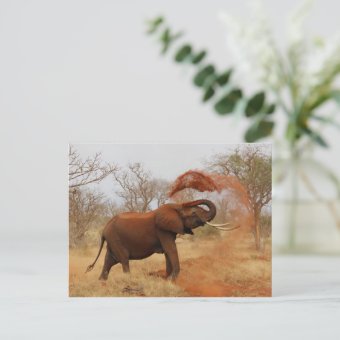 Elephant Postcard | Zazzle