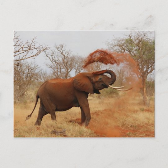 Elephant Postcard | Zazzle.com