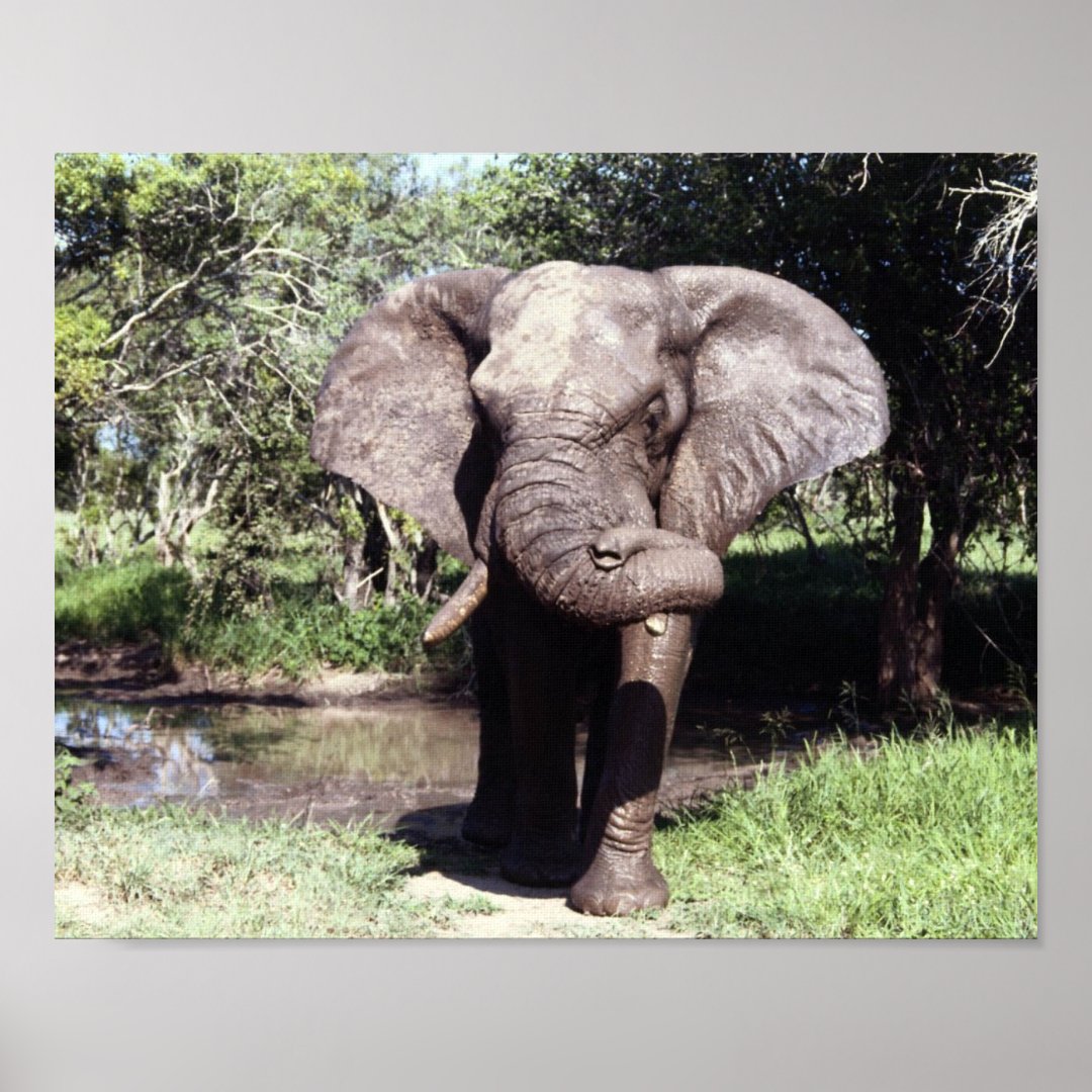 Elephant Poster | Zazzle
