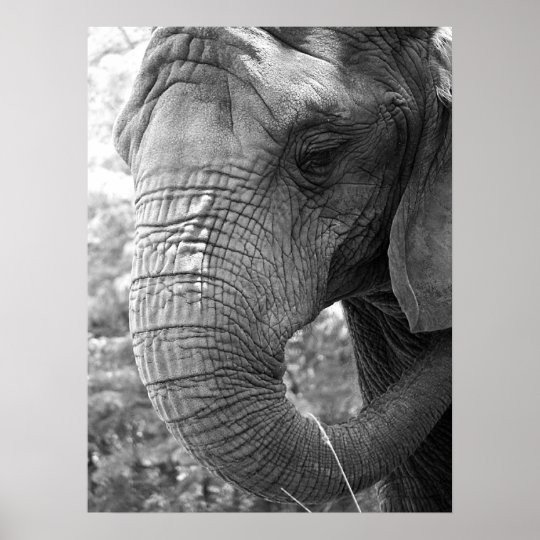 Elephant Poster | Zazzle.com