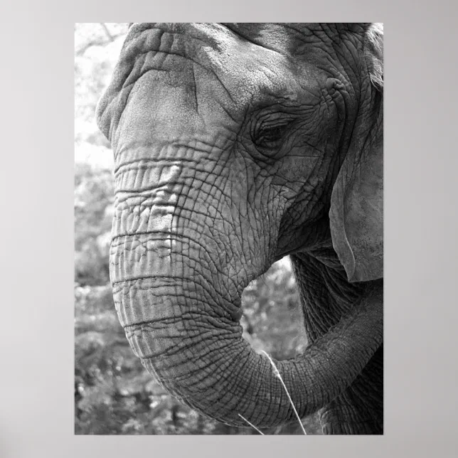 Elephant Poster | Zazzle