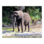 Elephant Poster | Zazzle