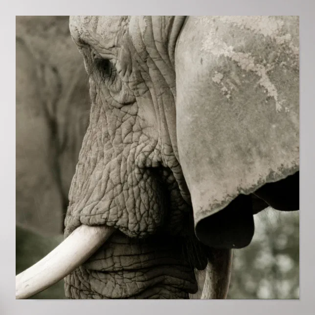 Elephant Poster | Zazzle