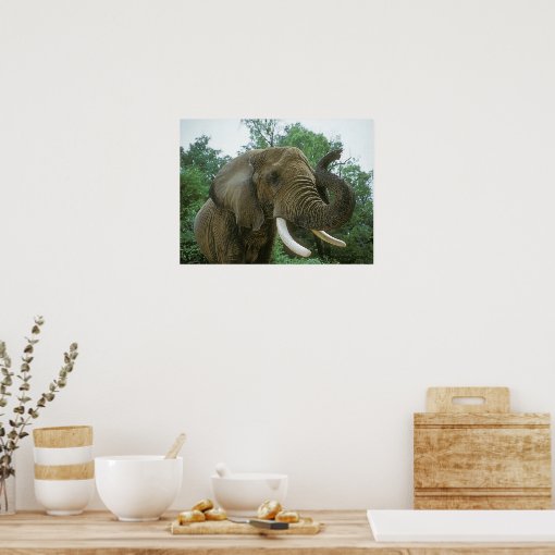 Elephant Posters | Zazzle